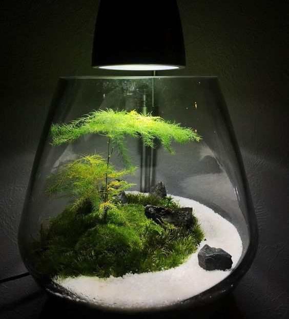 Terrarium Vibe | Terrariumvibe