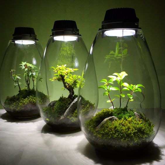 Terrarium Vibe | Terrariumvibe