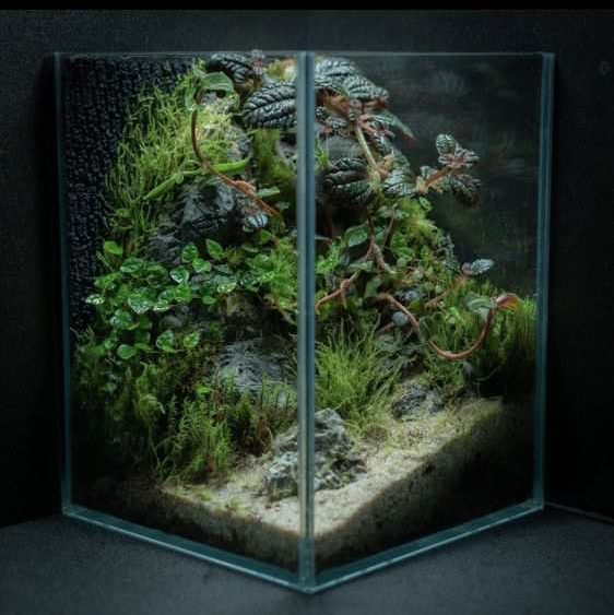 Terrarium Vibe | Terrariumvibe