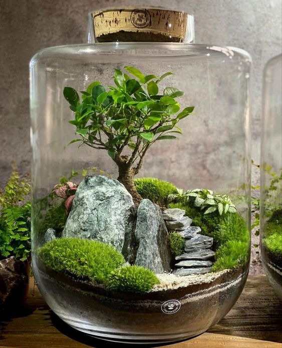 Terrarium Vibe | Terrariumvibe
