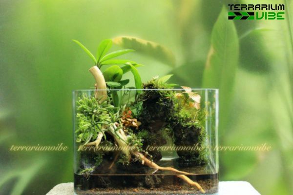 What is Terrarium? A Comprehensive Guide to Terrarium Art
