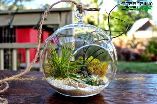 What is Terrarium? A Comprehensive Guide to Terrarium Art