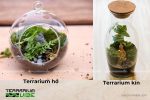 Distinguishing Terrariums, Vivariums, Paludarium, and Aquariums for ...