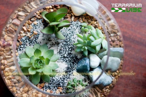 What is Terrarium? A Comprehensive Guide to Terrarium Art