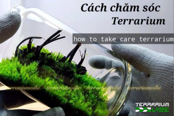 What is Terrarium? A Comprehensive Guide to Terrarium Art