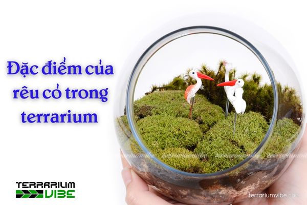 Rêu cỏ - Octo Moss