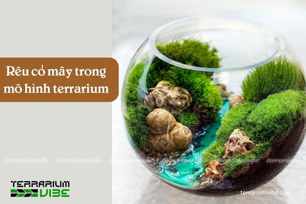 Rêu cỏ mây (Giga moss) | Terrariumvibe