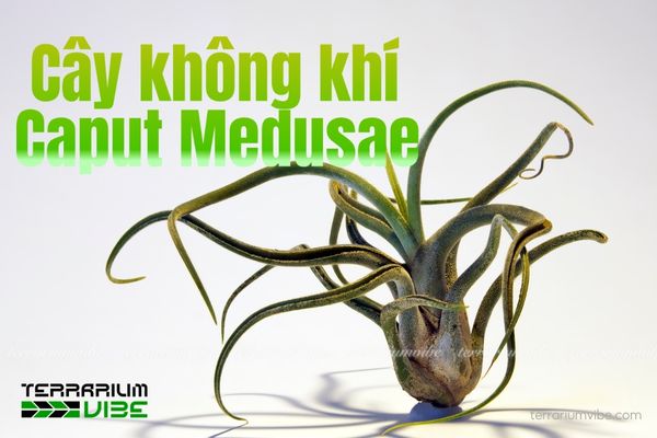Cây không khí Caput Medusae - Tillandsia Caput Medusae
