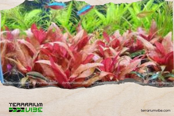 Top stunning red aquatic plants that don’t require CO2, easy to grow ...