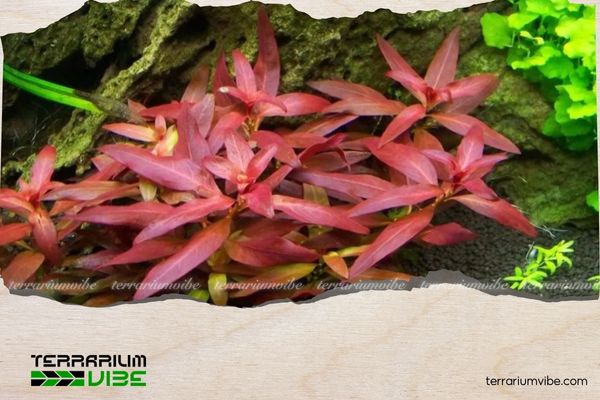 Top stunning red aquatic plants that don’t require CO2, easy to grow ...