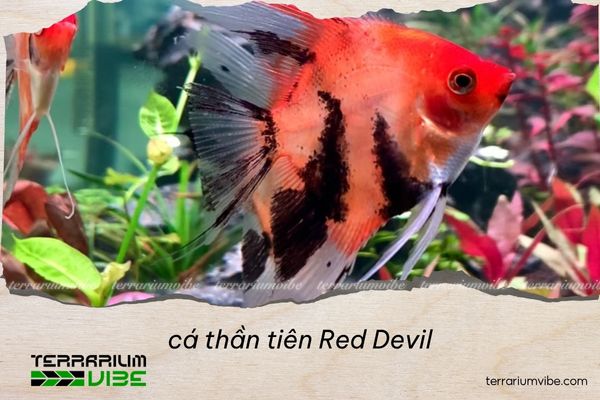 Cá thần tiên Red Devil | Terrariumvibe