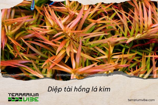 Bèo tấm | Terrariumvibe