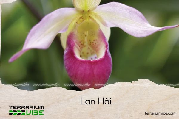 Lan Hài